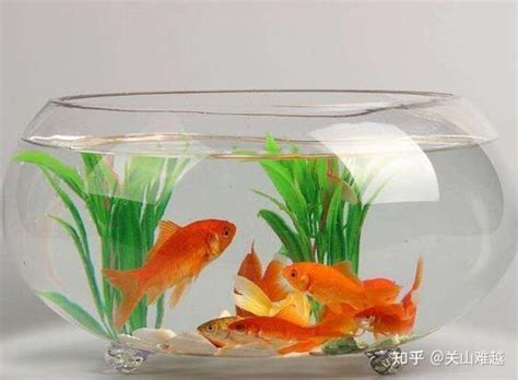 新手养鱼（金鱼），这些坑你踩了嘛？ 知乎