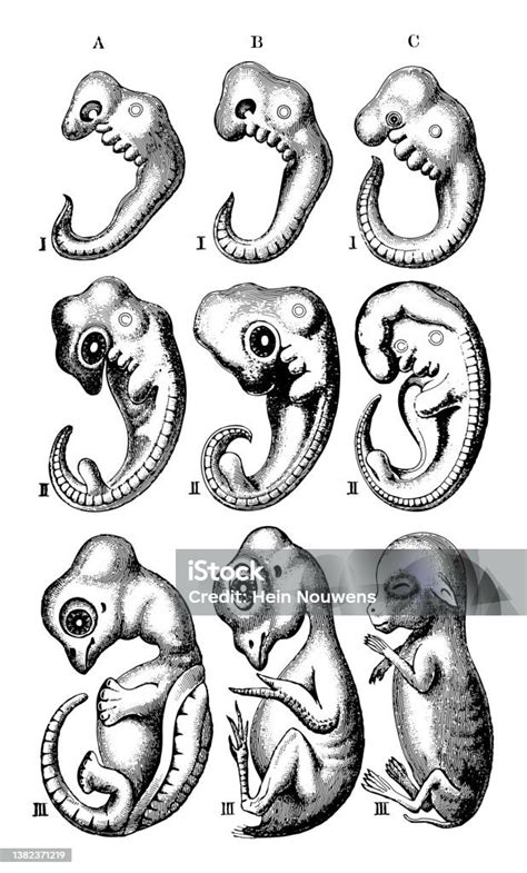 배아 성장 단계 A 거북이 B 치킨 C 토끼 빈티지 새겨진 일러스트레이션 일러스트레이션에 대한 스톡 벡터 아트 및 기타 이미지 일러스트레이션 태아기 19세기 스타일
