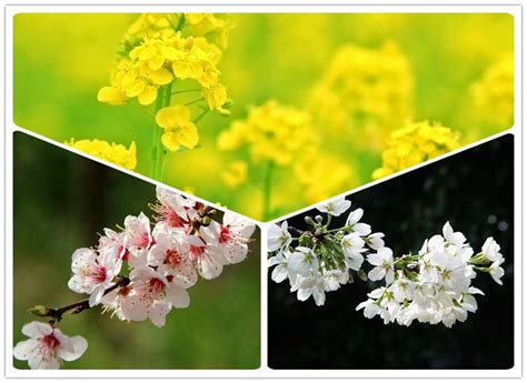 雨水花信 雨水花信风 大山谷图库