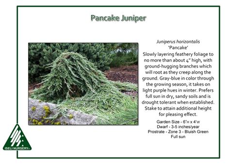 Juniperus Horizontalis ‘pancake