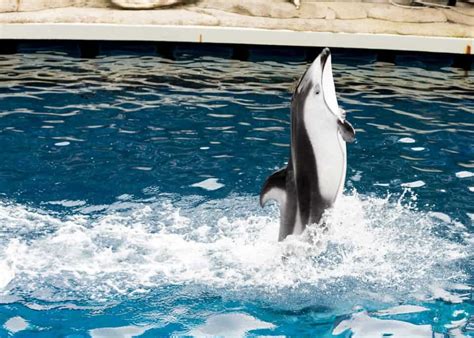 How Pacific White Sided Dolphins Navigate Through Echolocation