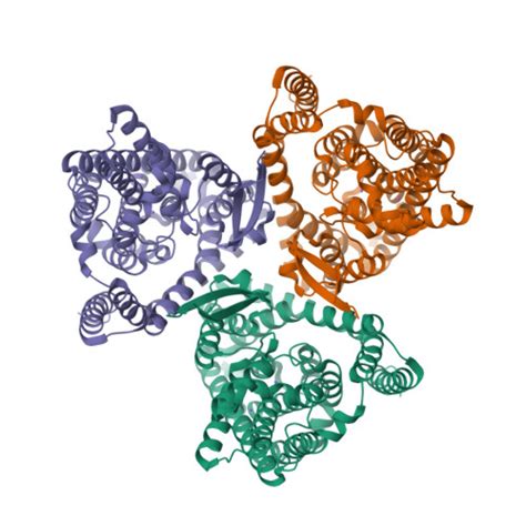 Rcsb Pdb 8cv2 Human Excitatory Amino Acid Transporter 3 Eaat3 In