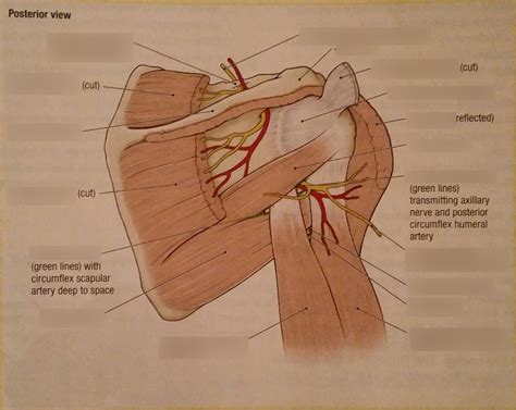 Dissector Week 2 Neurovascular Supply To Posterior Aspect Of The Shoulder Diagram Quizlet