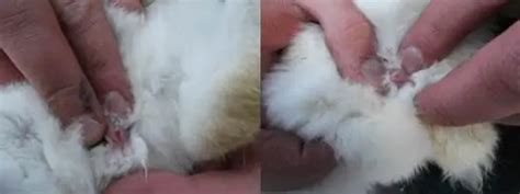 Tip How To Determine The Sex Of A Rabbit Agriculture