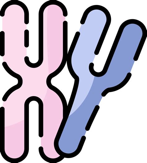 Female Chromosome Illustration Vector On A White Background 13488326 Vector Art At Vecteezy