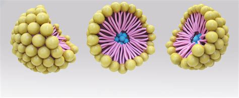 Micelle Model Model Makers Bristol Amalgam Model Making