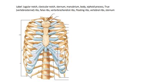 Xiphoid Process Vertebral Level