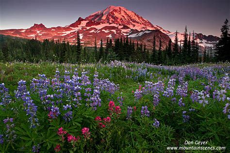 🔥 30 Mount Rainier Meadow Flowers Wallpapers Wallpapersafari