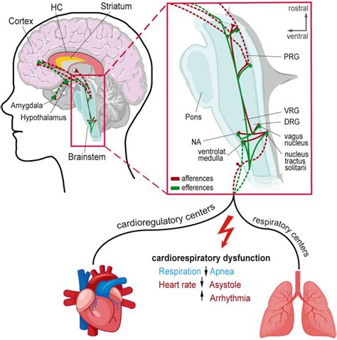 Figure 3 From Autonomic Dysfunction In Epilepsy Mouse Models With
