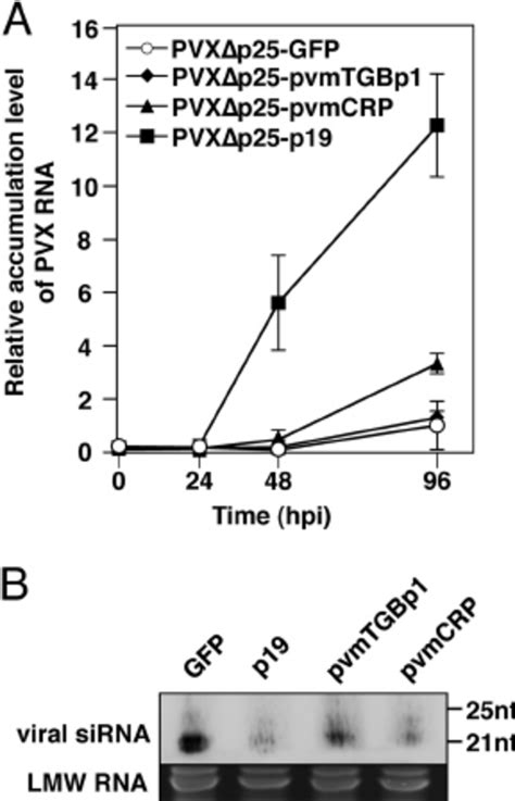 Effects Of Pvmtgbp1 And Pvmcrp On Viral Replication A Pvx ⌬ P25 Gfp Download Scientific