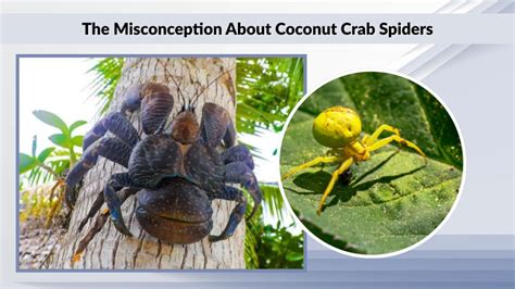 Australian Crab Spider Myths Species And Facts