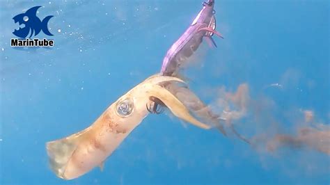 衝撃！アオリイカがエギに抱きつく瞬間・・・goproで水中のエギとアオリイカの動きを徹底解剖！ Youtube
