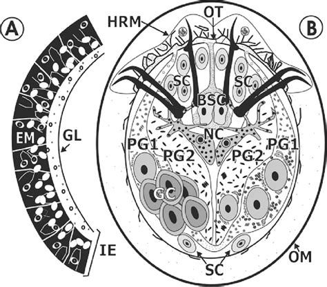 Schematic Diagram Of A Taeniid Oncosphere Illustrating The Structure Download Scientific