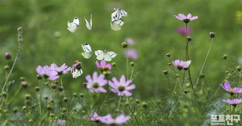 포토친구 춤추는 나비