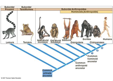 Primate Cladogram
