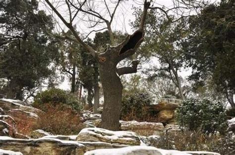 明思宗歪脖树 明思宗 歪脖树 大山谷图库