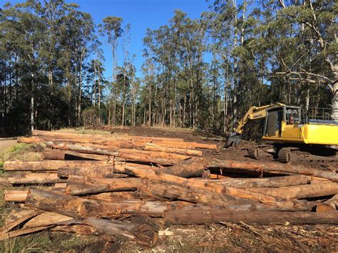 Fine And Warnings Over Illegal Logging In Kyogle Shire The Echo