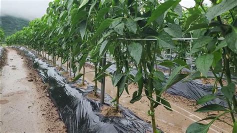 230707금 경남거창가북용암 고추묘종농우바이오리치칼탄50구가스장해두달지난모습입니다 5월7일판매 농우바이오 리치칼탄 복합내병계 극대과종 조중생종 냉해극복