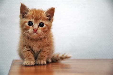 Chat Wikimini Lencyclopédie Pour Enfants