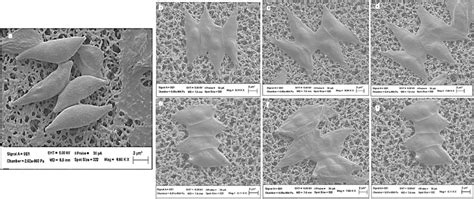 Scanning Electron Microscopy Sem Micrograph Of Microalgae Cells A