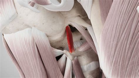 Rectus Capitis Lateralis Rectus Capitis Lateralis Muscle Wiki