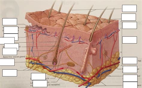 Diagram Of Integument Diagram Quizlet