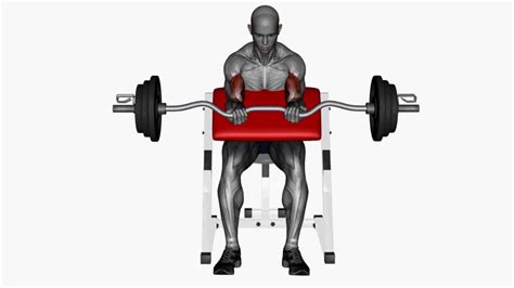 Master The Preacher Curl Ez Bar Close Grip A Beginners Guide To Building Bigger Biceps 1000