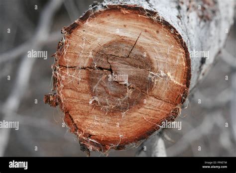 Tree Cut Out Stock Photos Tree Cut Out Stock Images Alamy
