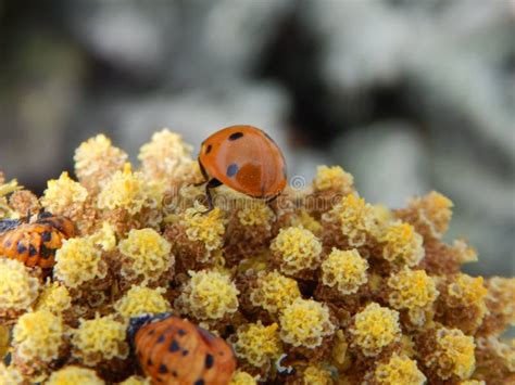 Ladybug And Ladybug Pupae On Flower Coccinella Septempunctata Stock
