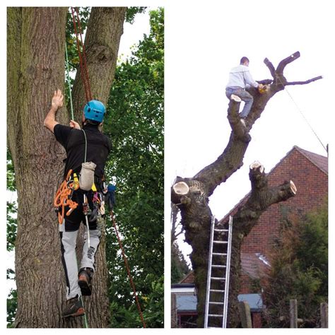 Arboricultural Association On Linkedin Arboricultural Association Choose Your Tree Surgeon