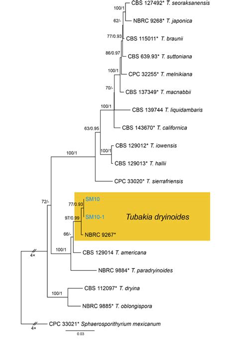Figure A12 Phylogram Generated From Raxml Analysis Based On Combined Download Scientific