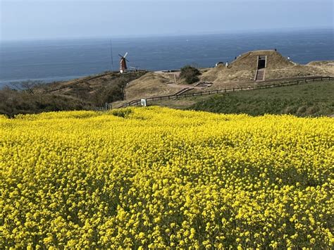 春は一面の菜の花畑になる 宗像経済新聞