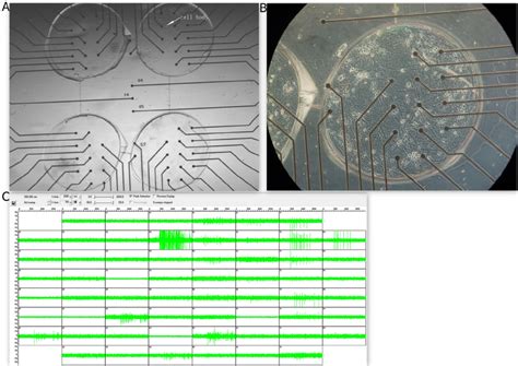 Four Well Neural Network On The ‘ 4q Mea A Dissociated Neurons Download Scientific Diagram