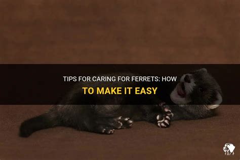Tips For Caring For Ferrets How To Make It Easy Petshun