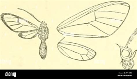 Catalogue Of Lepidoptera Phalaenae In The British Museum Moths