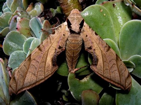 10 самых быстрых насекомых Удивительный Мир Животных