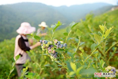 蓝莓种子的种法 蓝莓纸巾催芽 随意贴