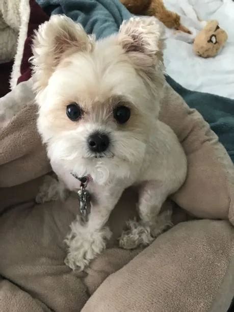 Shih Tzu Chihuahua Yorkie Mix Perfect Pal The Chihuahua Guide