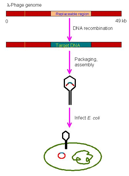 Lambda Vector At Collection Of Lambda Vector Free For