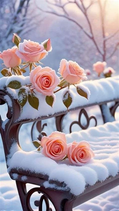 Пин от пользователя Helene Papillon на доске Paysages BeautÉs Майские цветы Розы Зимние цветы