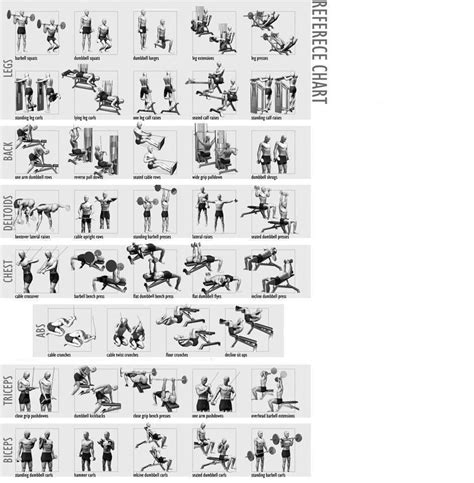 Weight Lifting Progression Chart Average Weight Lifting Char