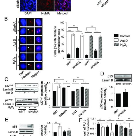 Inhibition Of Rdna Transcription By Actinomycin D Affects The