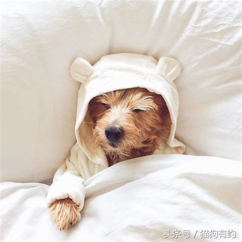 一組來自狗狗的睡顏美照 每日頭條