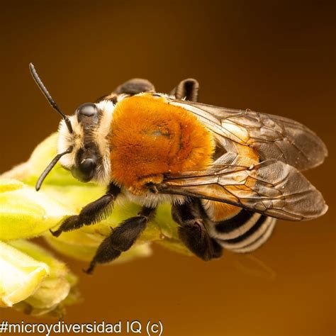 Eduardo Donoso On Instagram Dos De Las Más Bellas Abejas Nativas De