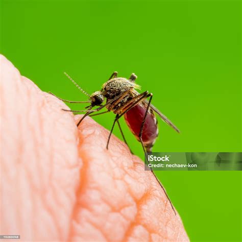 뇌염 노란 발열 말라리아 질병 또는 Zika 바이러스에 의하여 감염 된 Culex 모기 기생충 곤충 매크로 녹색 배경에 0명에 대한 스톡 사진 및 기타 이미지 Istock