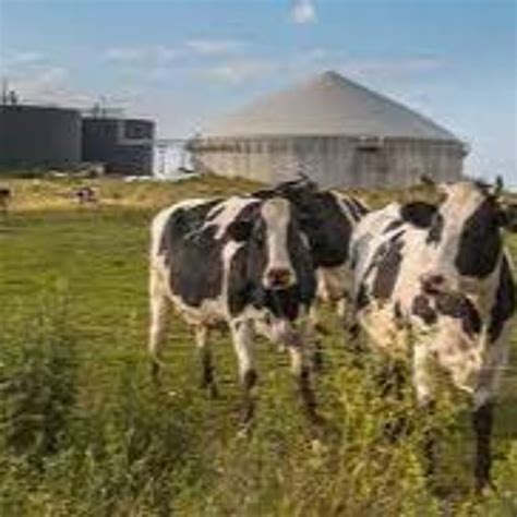 Stream Episode Using Poop As Renewable Energy With Luca Zullo 01 26
