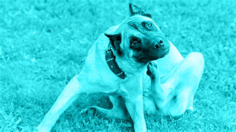 Vohc Grants Seal Of Acceptance To Canine Toothpaste For Tartar Control