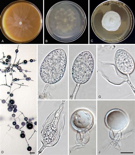 Phytophthora Fungi Idphy Taxonomy Westerdijk Fungal Biodiversity Institute