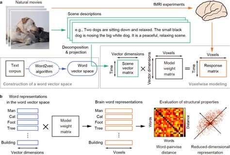 Modeling Of Semantic Representations In The Brain A Voxelwise