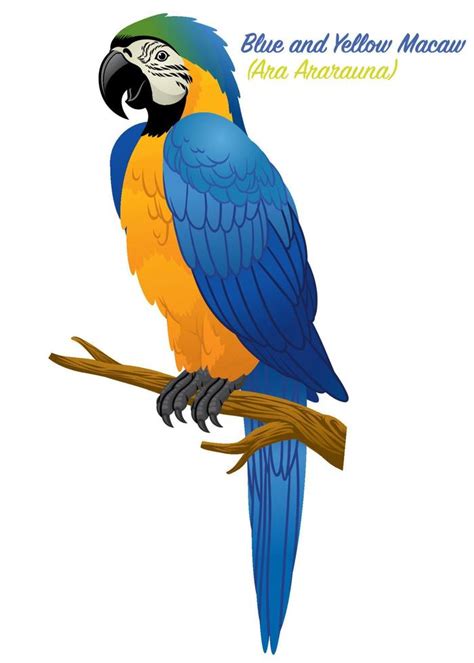 Blue And Gold Macaw Bird 22006144 Vector Art At Vecteezy